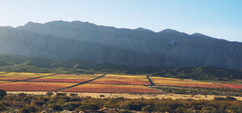Elefante Wines presentó su naranjo - sebarios.com.ar