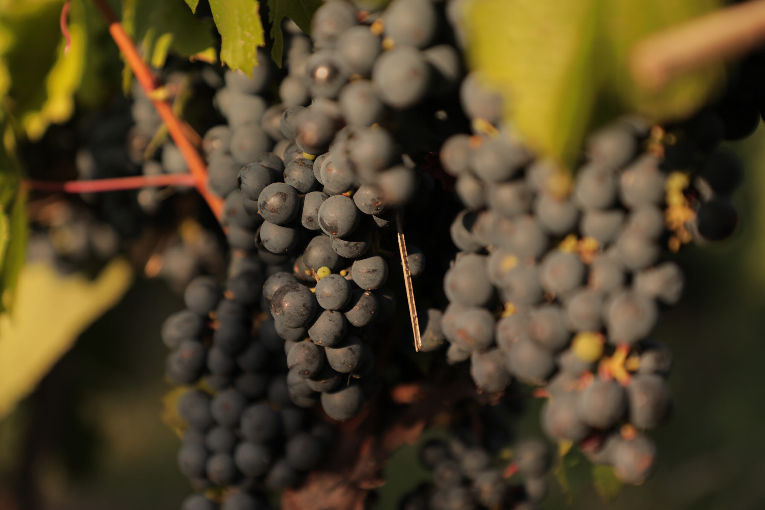 Malbec World Day 2024: todas las cifras - sebarios.com.ar